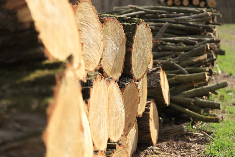Closeup Shot of a Big Stack of Chopped Logs Stock Image - Image of ...