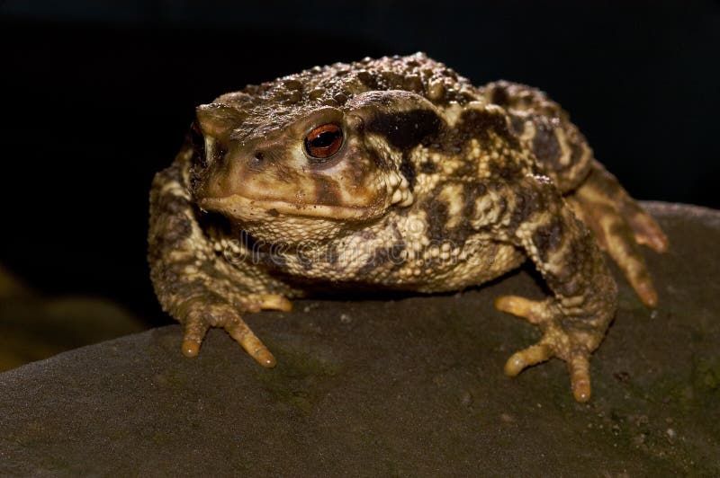 Closeup Shot of a Big Toad on the Stone Stock Image - Image of stone ...