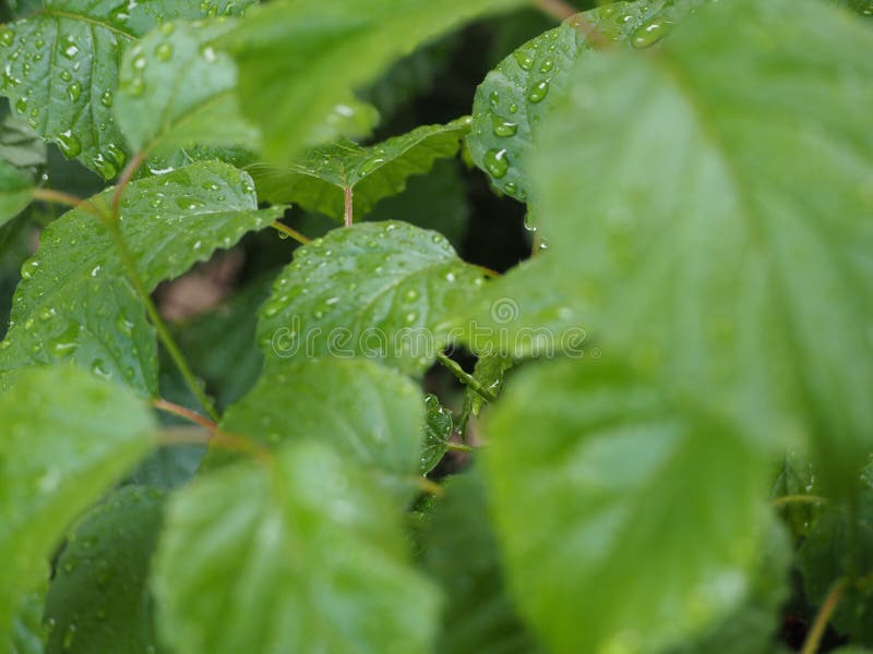 Closeup Shot of Birch Tree Leaves with Dew Droplets on Every Leaf Stock ...