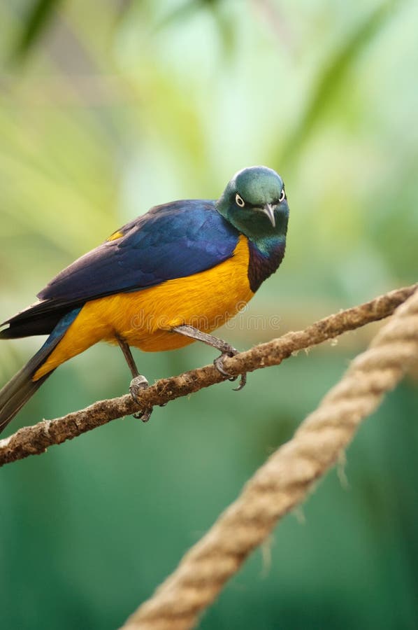 Closeup Shot Of A Bird With A Blurred Background. Stock Image - Image ...