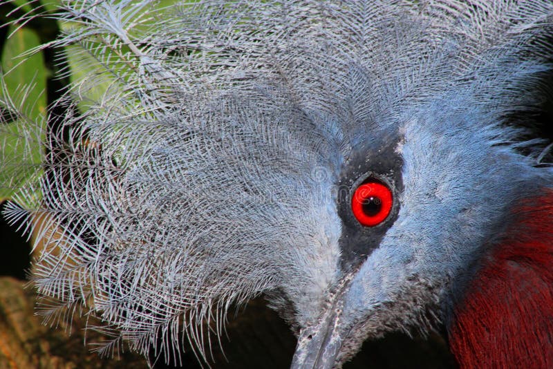Closeup Shot of a Bird Head with Red Eyes Stock Image - Image of head ...