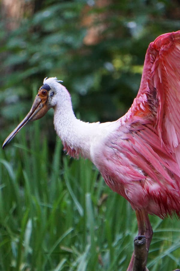 3,442 Flat Beak Stock Photos - Free & Royalty-Free Stock Photos from ...