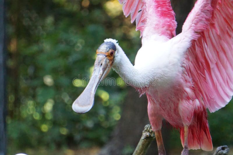 3,491 Flat Beak Stock Photos - Free & Royalty-Free Stock Photos from ...