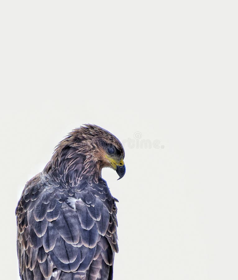 Closeup Shot of the Bird-Red Tailed Hawk Stock Photo - Image of outdoor ...