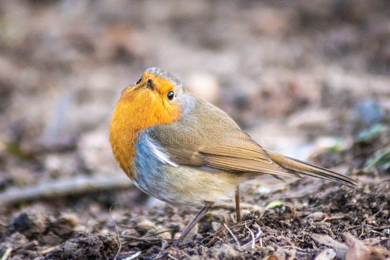 Closeup Shot of a Bird Robin Standing on the Ground and Looking Back ...