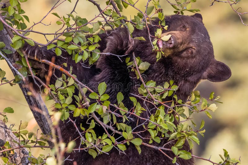 Closeup Shot of a Black Bear Climbing a Tree Stock Photo - Image of ...