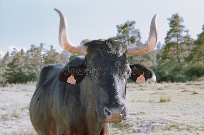 Closeup Shot of a Black Bull Staring at the Camera while Standing in ...
