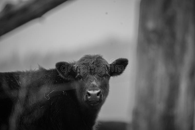 Closeup Shot of a Black Cattle in a Farm Looking at the Camera on an ...
