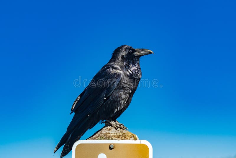 Raven Perching on the Street Electric Pole Cable. Stock Photo - Image ...