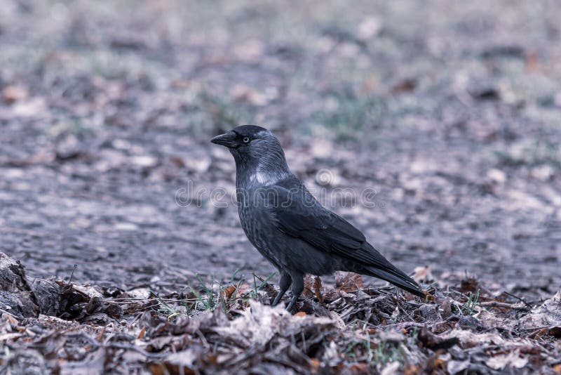 Closeup Shot of a Black Crow Standing on the Ground Stock Photo - Image ...