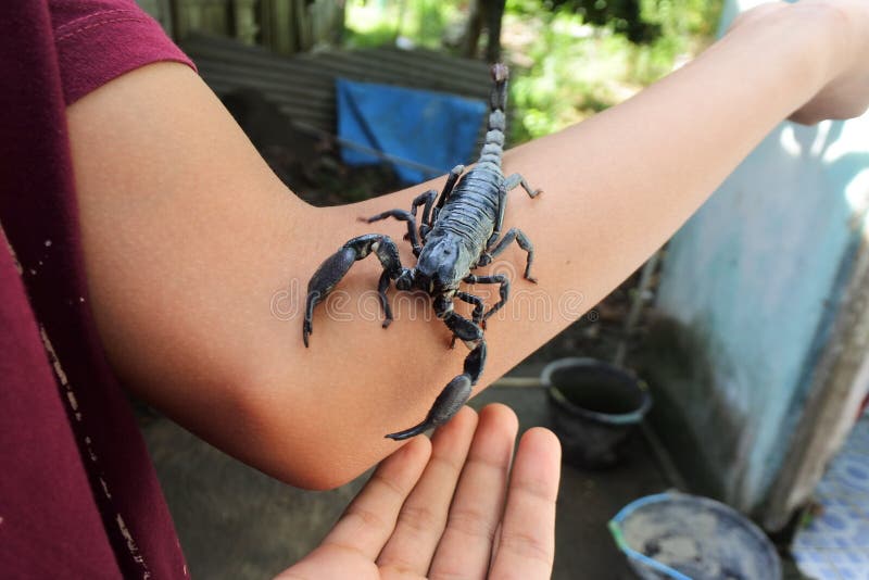 Closeup Shot of a Black Forest Scorpion on a Young Man S Arm Stock ...
