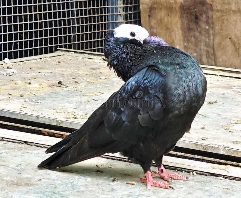 Closeup Shot of a Black Pigeon with a White Head Stock Image - Image of ...