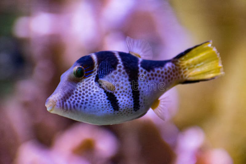 Black Saddled Pufferfish or Toby. Philippines, Underwater Photography ...