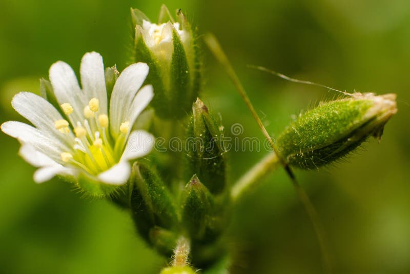 Closeup Shot of the Blooming Chickweed Plant Stock Photo - Image of ...