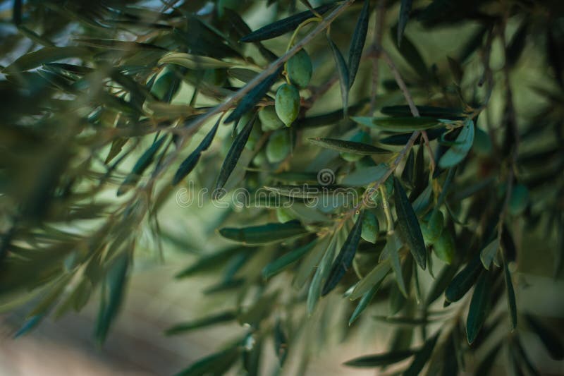 Closeup Shot of Blooming Olive Tree Branches Stock Image - Image of ...