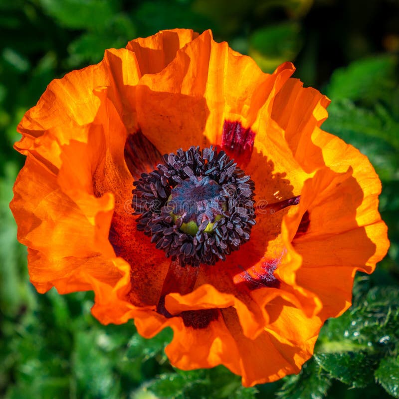 Closeup Shot of a Blooming Orange Poppy Flower Stock Image - Image of ...