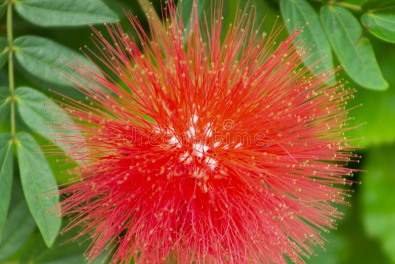 Mimosoideae flower stock photo. Image of prominent, article - 98412148