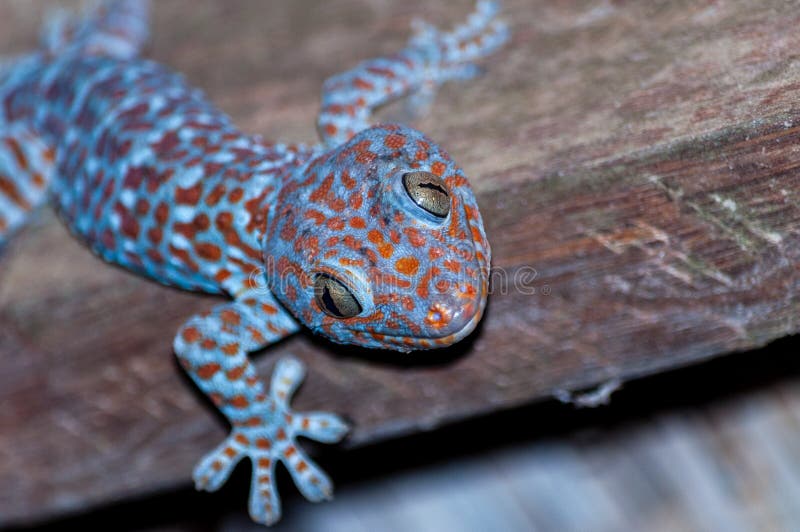 420 Blue Gecko Orange Stock Photos - Free & Royalty-Free Stock Photos ...