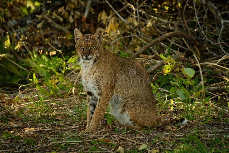 Bobcat Swamp Stock Photos - Free & Royalty-Free Stock Photos from ...