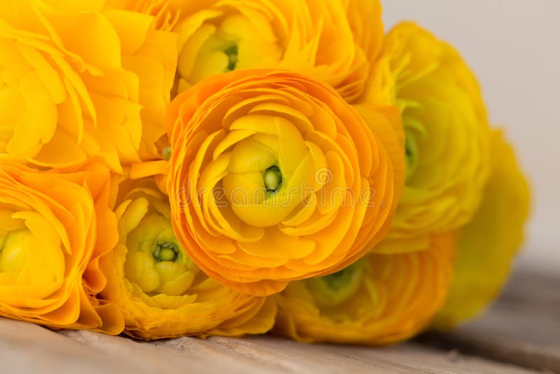 Yellow ranunculus. Closeup stock image. Image of bunch - 107537305