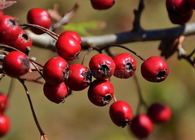 Closeup Shot of a Branch with Crataegus Monogyna Fruit Stock Image ...