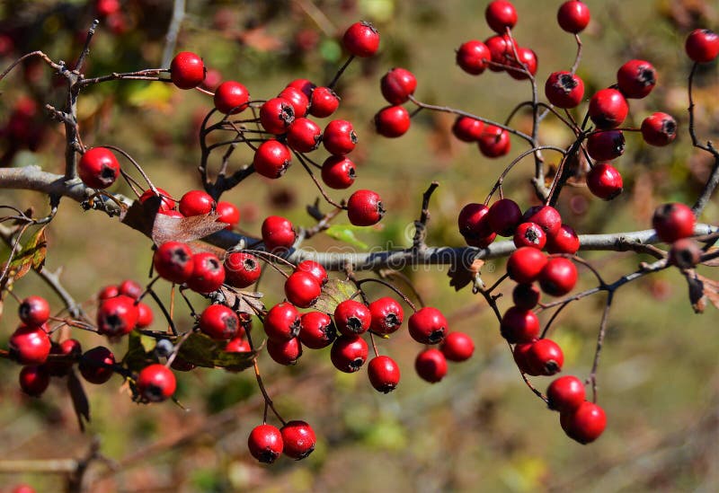 Closeup Shot of a Branch with Crataegus Monogyna Fruit Stock Image ...