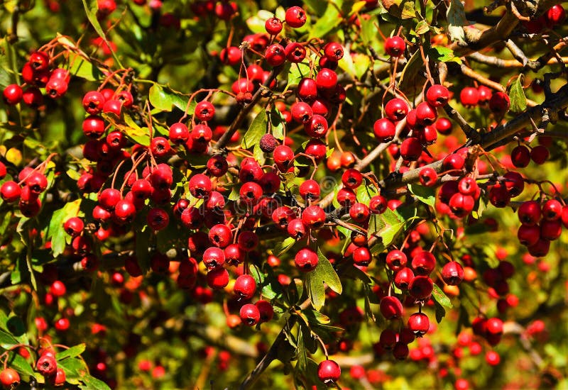 Closeup Shot of a Branch with Crataegus Monogyna Fruit Stock Photo ...