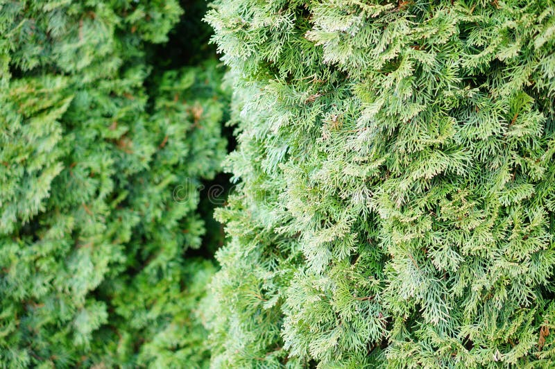 Closeup Shot of the Branches of a Green Pond Pine Tree Stock Image ...