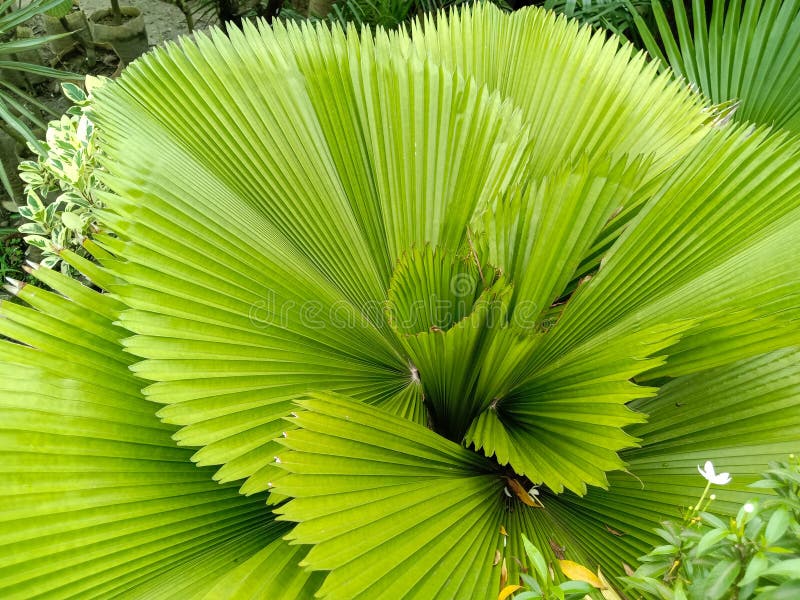 Closeup Shot of a Bright Green Licuala Plant Stock Image - Image of ...