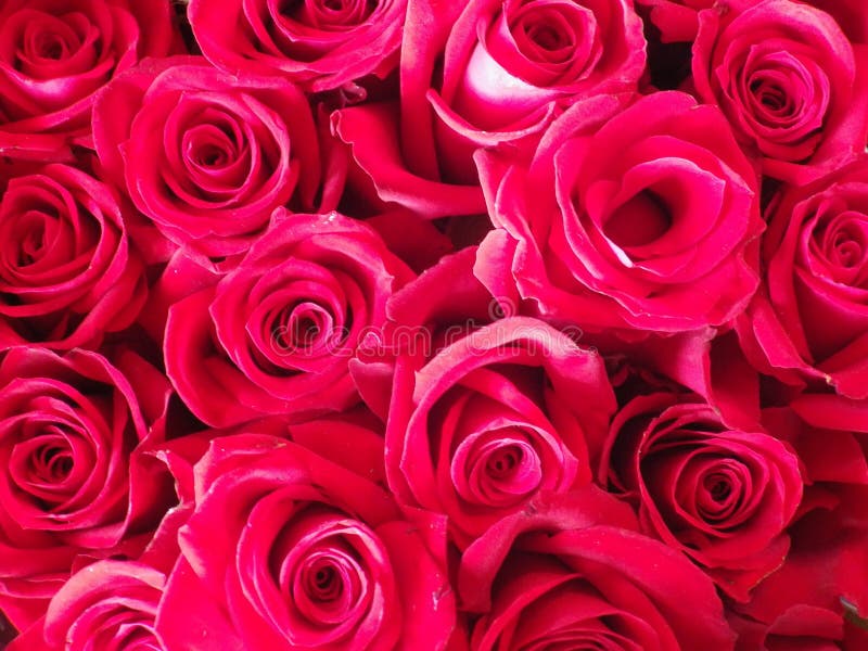 Closeup Shot of Bright Pink Rose Flowers Stock Photo - Image of bright ...