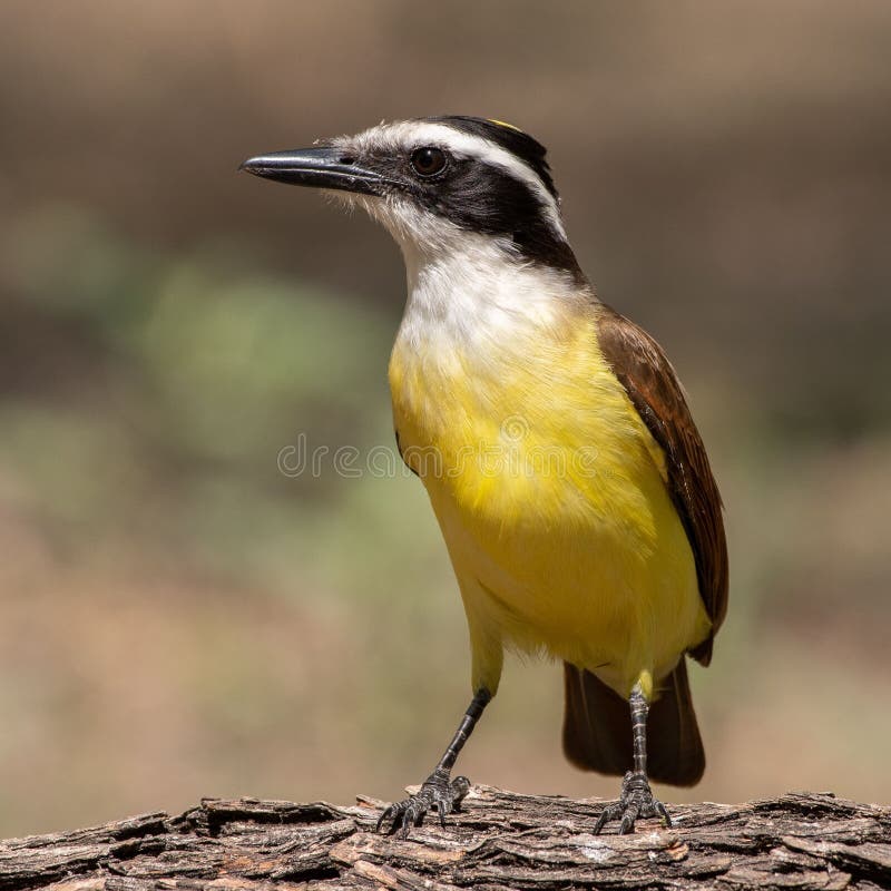 Brimstone Mask Stock Photos - Free & Royalty-Free Stock Photos from ...