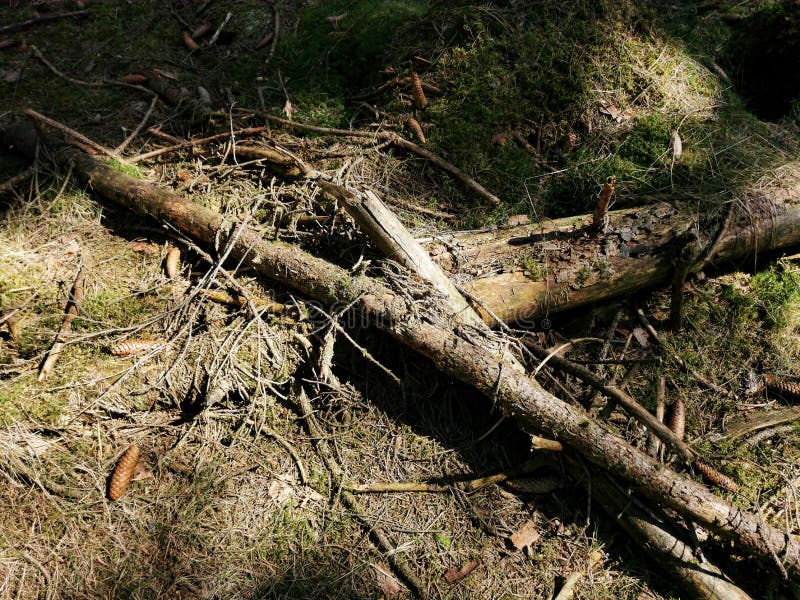 Closeup Shot of Broken Tree Branches on the Ground Stock Image - Image ...