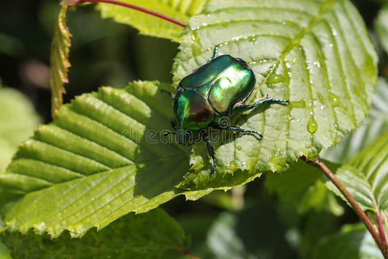 Bronze beetle stock photo. Image of brightly, foot, touching - 6349832