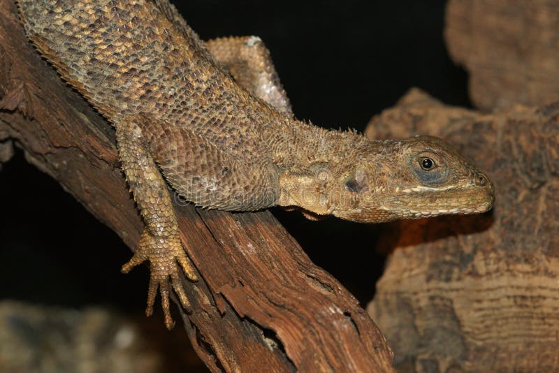 Closeup Shot of Brown Agama on a Tree Branch Stock Image - Image of ...
