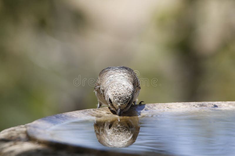 Closeup Shot of a Brown Bird Drinking Water Stock Image - Image of ...