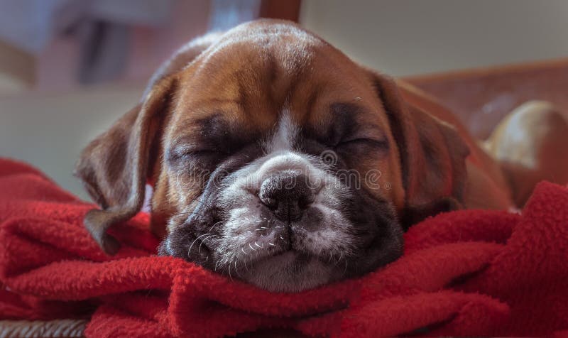 Closeup Shot of a Brown Boxer Dog Lying Down and Relaxing Stock Image ...