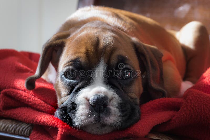 Closeup Shot of a Brown Boxer Dog Lying Down and Relaxing Stock Image ...