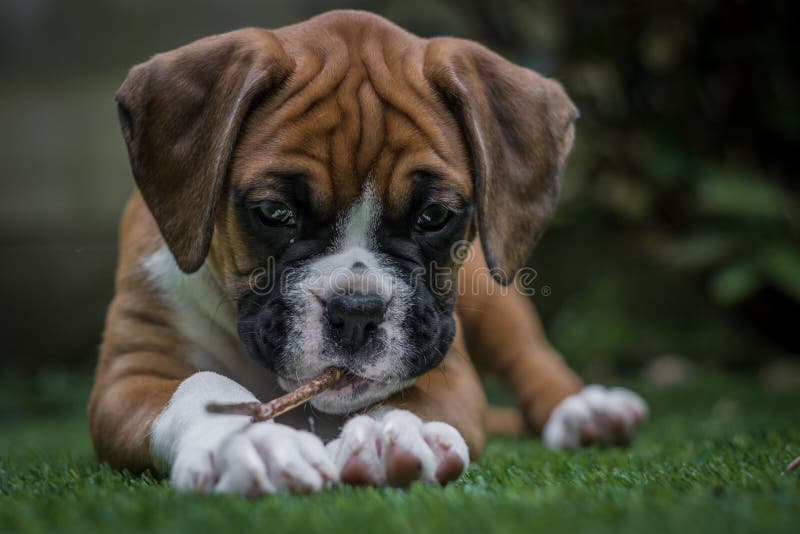 Closeup Shot of a Brown Boxer Dog Lying Down and Relaxing Stock Image ...