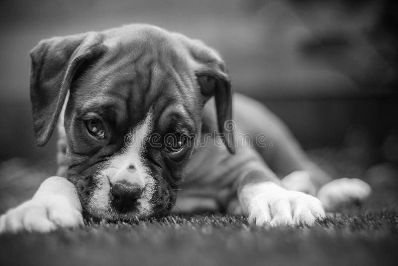 Closeup Shot of a Brown Boxer Dog Lying Down and Relaxing Stock Image ...