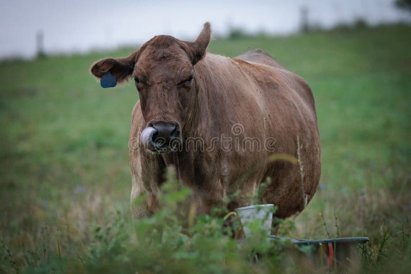 Closeup Shot of a Brown Cattle (Bos Taurus) in the Meadow Stock Photo ...