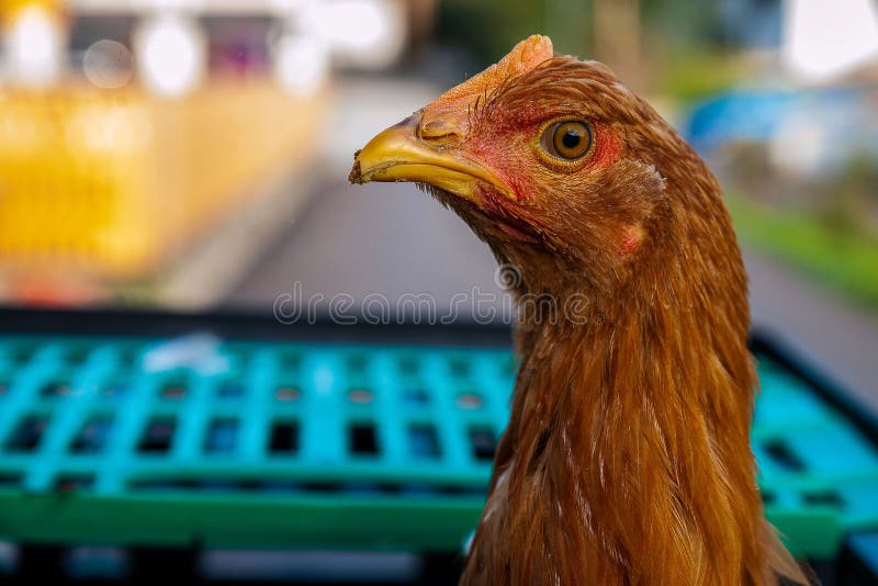 Closeup Shot of a Brown Chicken Face on a Farm Stock Image - Image of ...