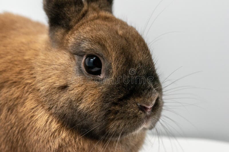 Closeup Shot of a Brown Dwarf Rabbit Stock Image - Image of young ...