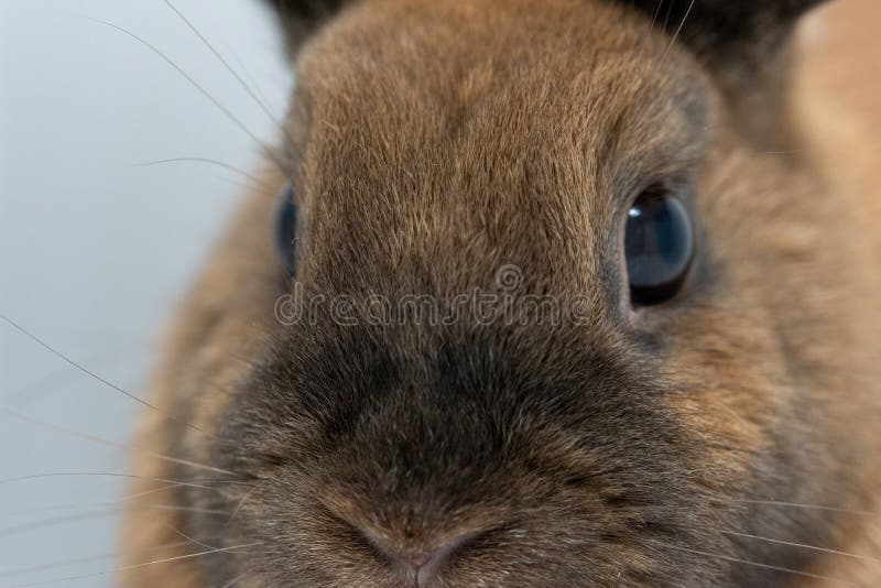 Closeup Shot of a Brown Dwarf Rabbit Stock Photo - Image of young ...