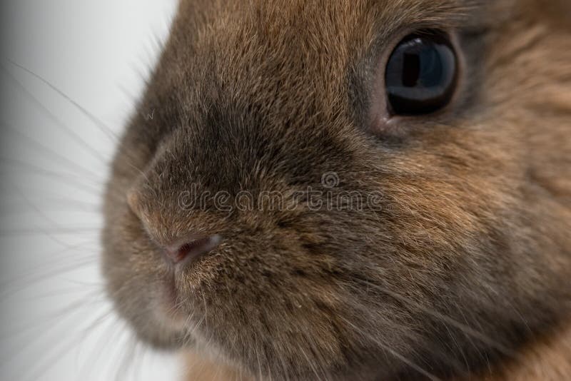 Closeup Shot of a Brown Dwarf Rabbit Stock Image - Image of wild ...