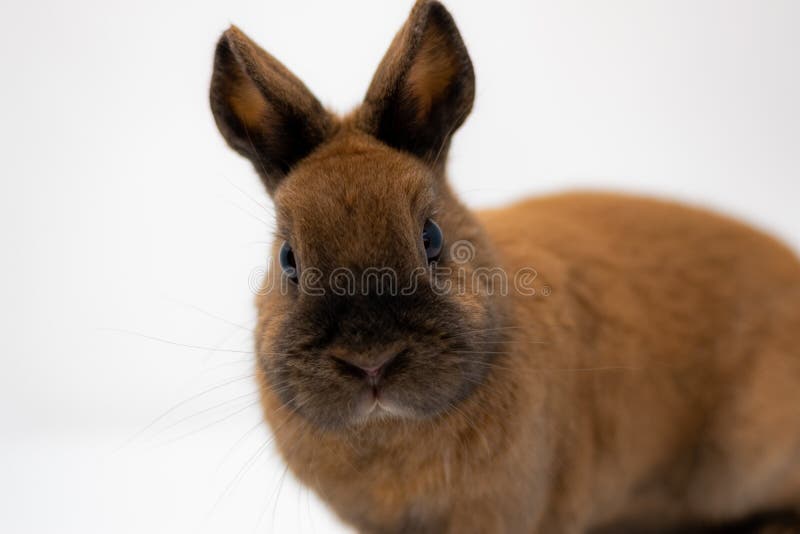 Closeup Shot of a Brown Dwarf Rabbit Stock Photo - Image of fluff, cute ...