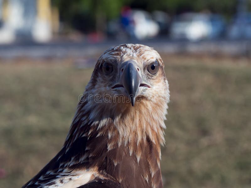 A eagle looking ahead stock image. Image of looking - 133063137