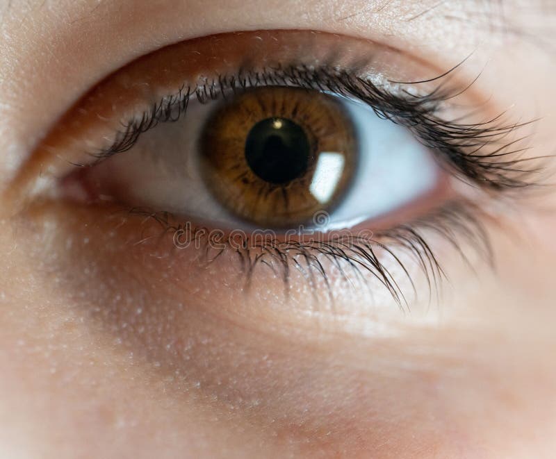 Closeup Shot of a Brown Eye with Long Eyelashes Stock Photo - Image of ...
