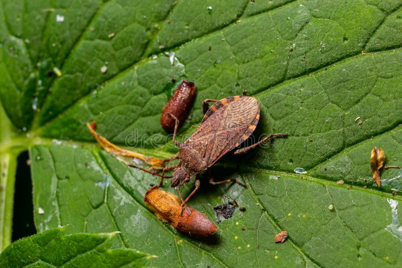 A Closeup Shot of a Brown Forest Bug or Red-legged Shieldbug on a Green ...