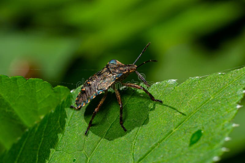 A Closeup Shot of a Brown Forest Bug or Red-legged Shieldbug on a Green ...