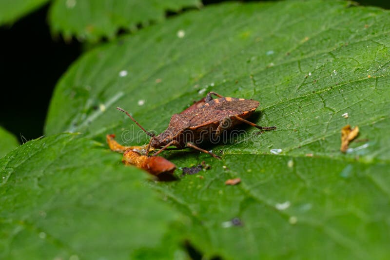 A Closeup Shot of a Brown Forest Bug or Red-legged Shieldbug on a Green ...